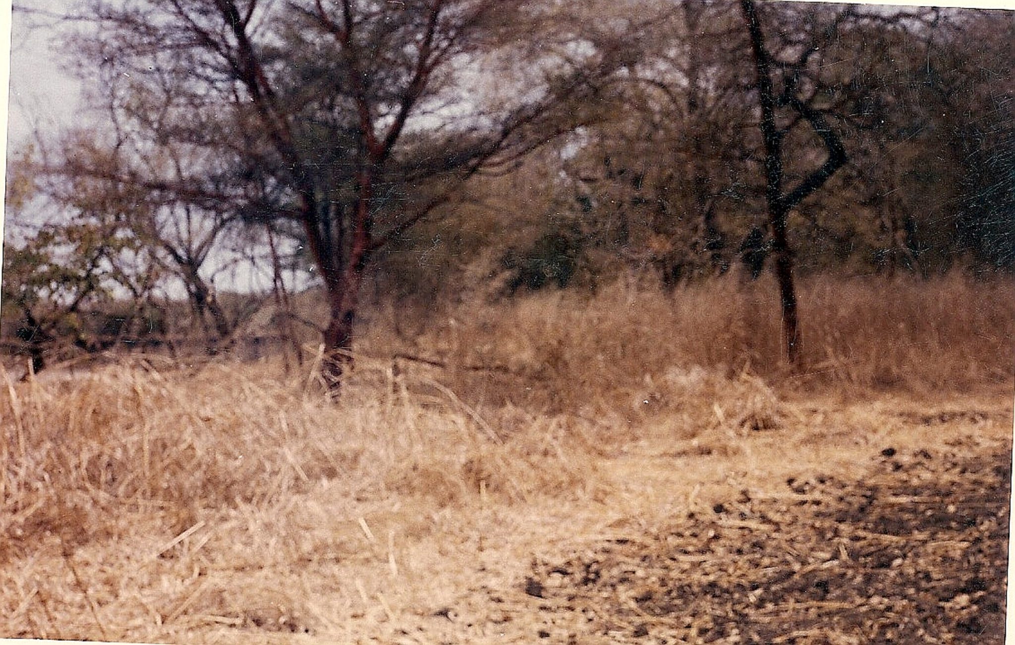 Home - The Green Prairie Consultants | Environmental Consultancy Sudan